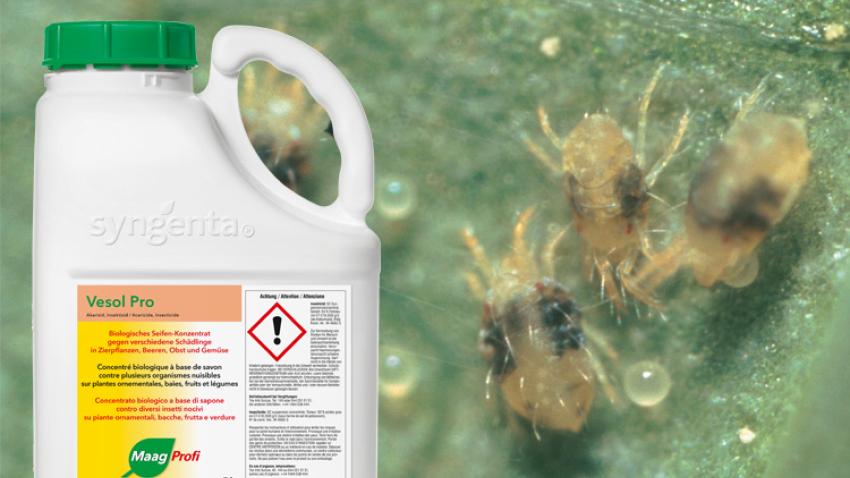 Je wärmer desto aktiver – Spinnmilben biologisch bekämpfen | Maag® Profi
